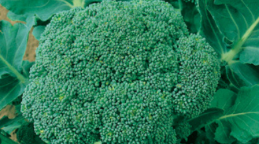 Oasis Horticulture Pty Ltd | Broccoli Green Dragon