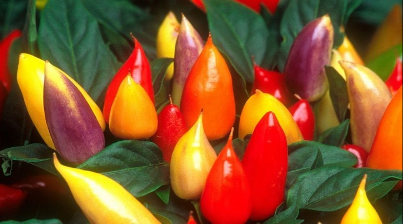 Oasis Horticulture Pty Ltd | Chilli Thai