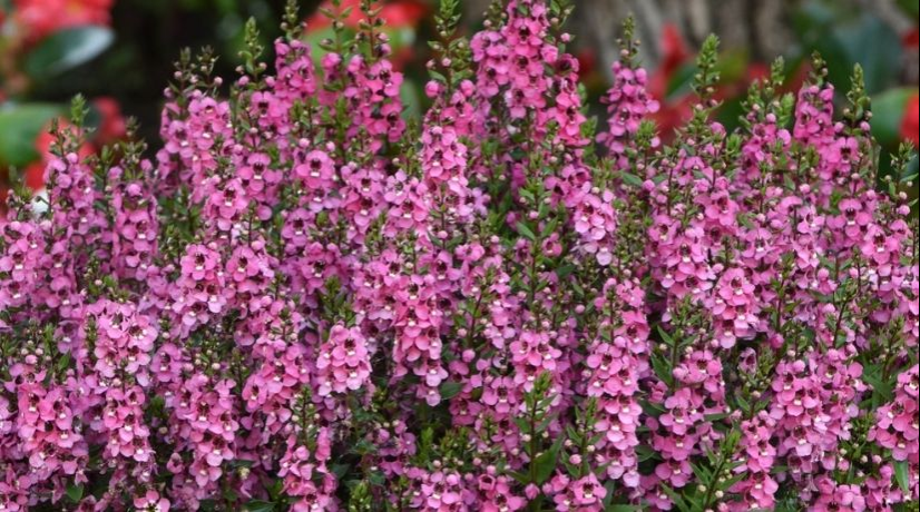 Oasis Horticulture Pty Ltd | Angelonia Serena Rose