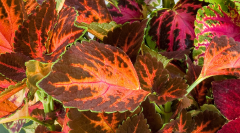 Oasis Horticulture Pty Ltd | Coleus Mix