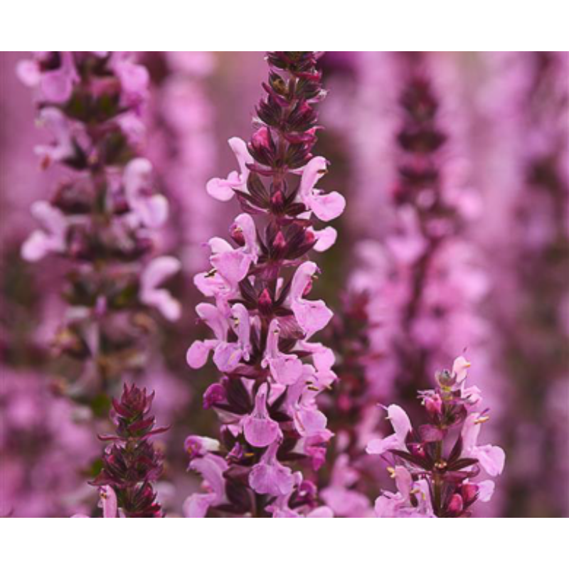 Oasis Horticulture Pty Ltd | SALVIA DIMENSIONS ROSE COLOUR COLLECTIONS ...