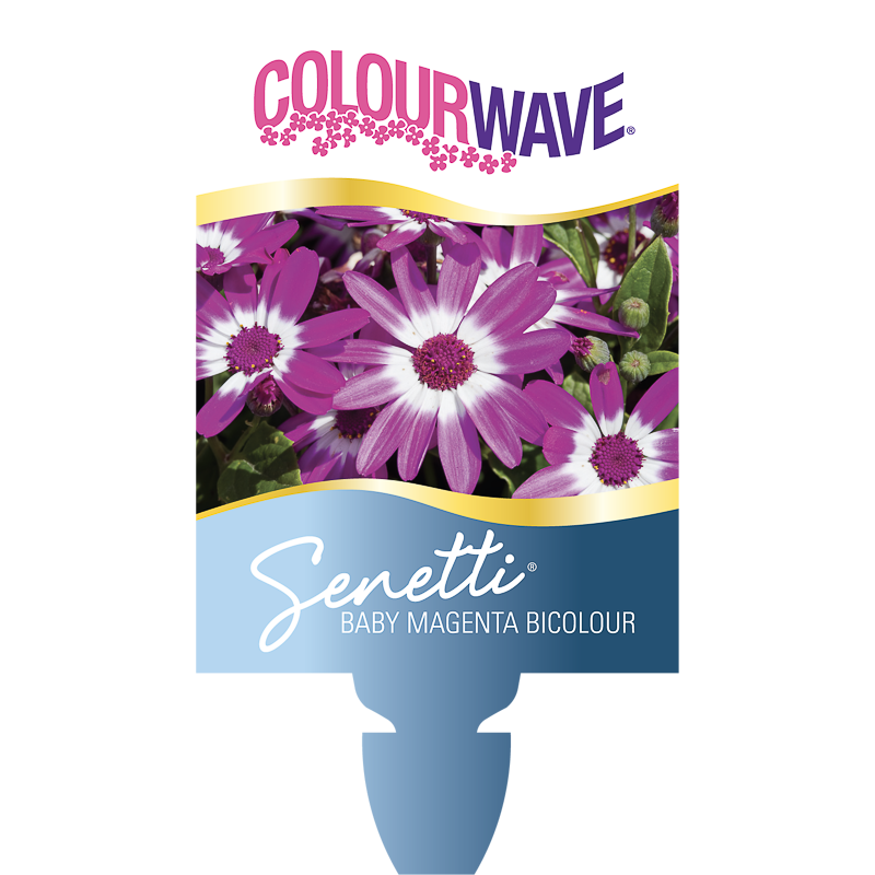Oasis Horticulture | SENETTI BABY MAGENTA BICOLOUR COLOURWAVE 150MM POT