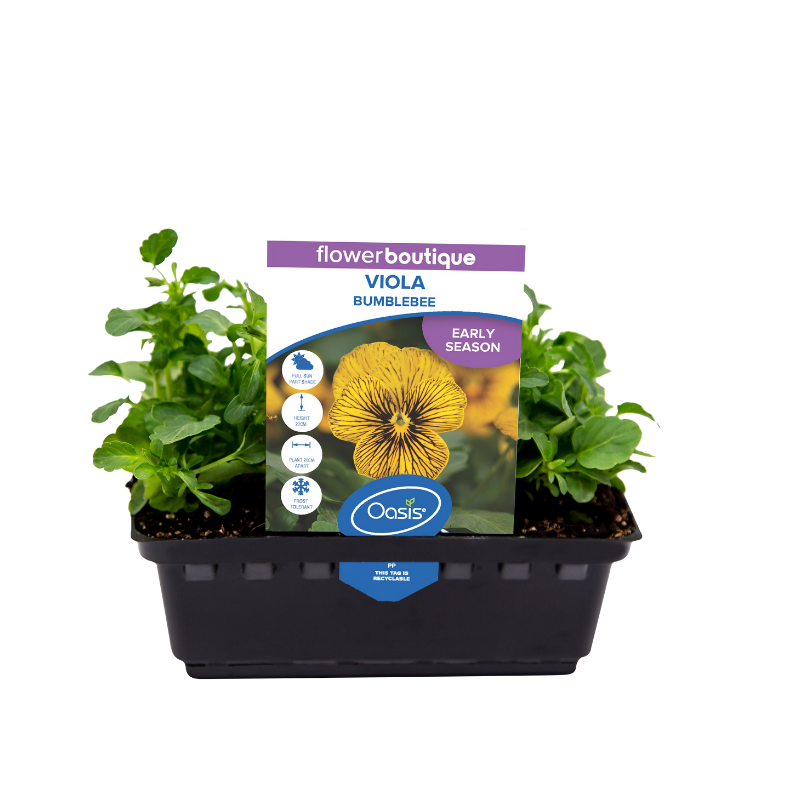 Oasis Horticulture | VIOLA BUMBLEBEE FLOWER BOUTIQUE PUNNET