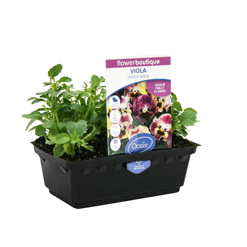 Oasis Horticulture | VIOLA FRIZZLE SIZZLE FLOWER BOUTIQUE PUNNET