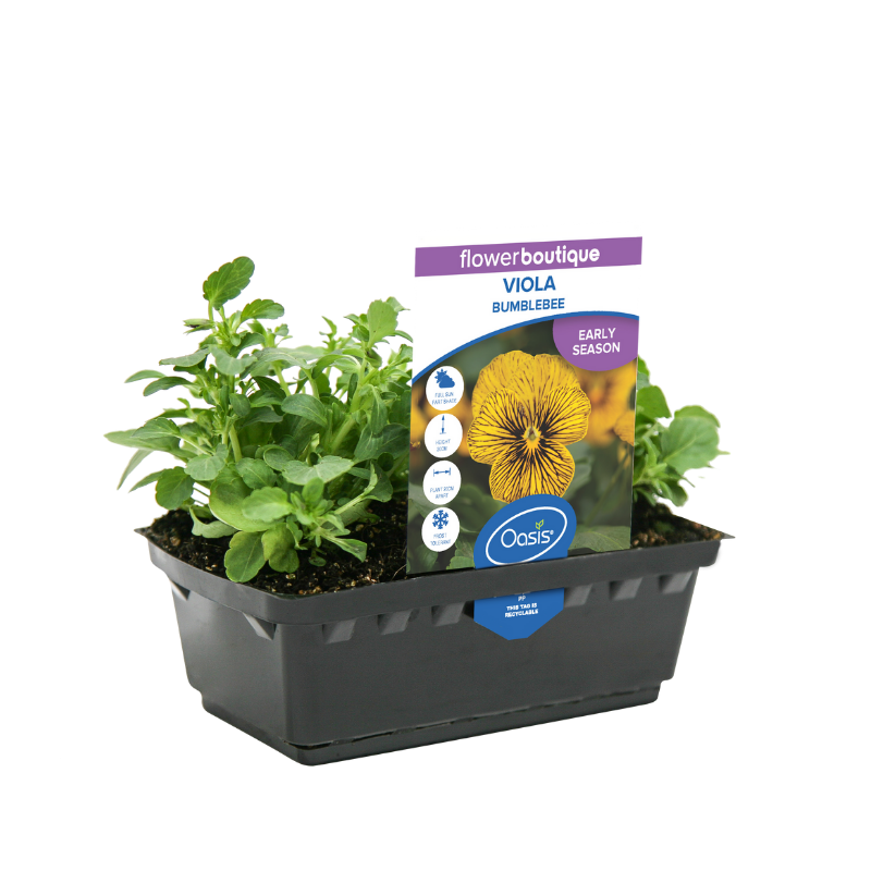 Oasis Horticulture | VIOLA BUMBLEBEE FLOWER BOUTIQUE PUNNET