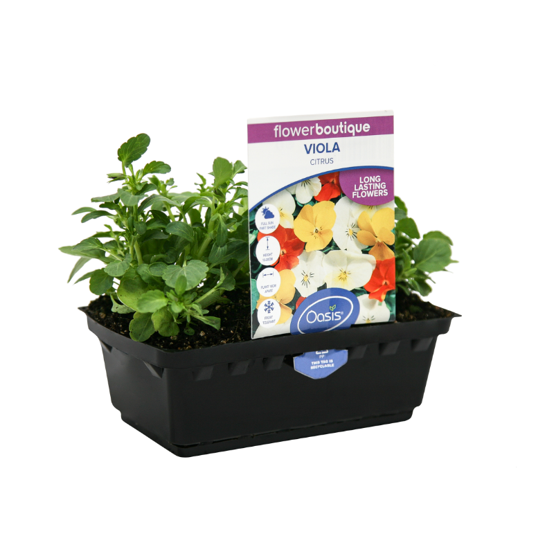 Oasis Horticulture | VIOLA CITRUS FLOWER BOUTIQUE PUNNET
