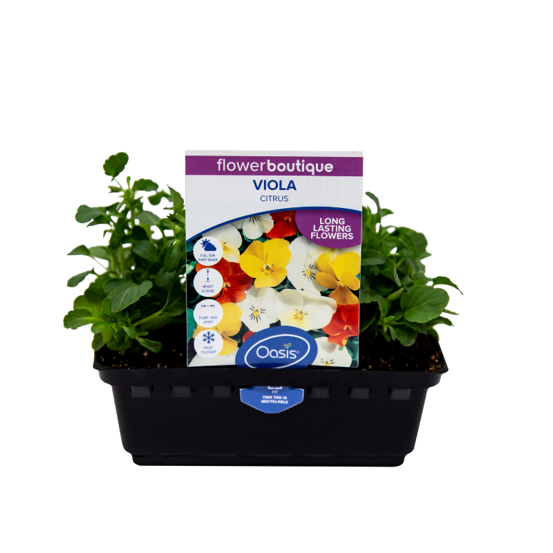 Oasis Horticulture | VIOLA CITRUS FLOWER BOUTIQUE PUNNET