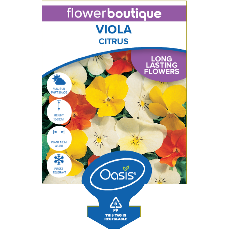 Oasis Horticulture | VIOLA CITRUS FLOWER BOUTIQUE PUNNET