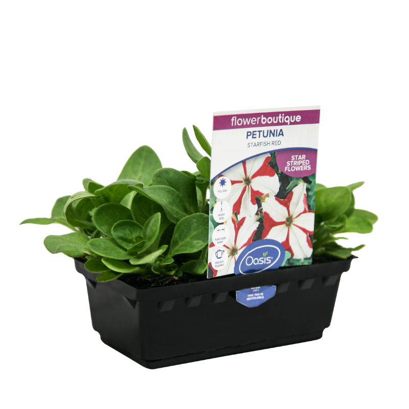 Oasis Horticulture | PETUNIA STARFISH RED FLOWER BOUTIQUE PUNNET