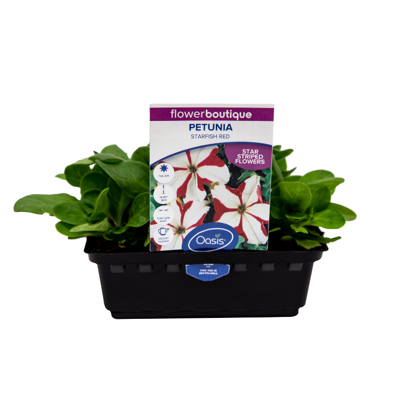 Oasis Horticulture | PETUNIA STARFISH RED FLOWER BOUTIQUE PUNNET