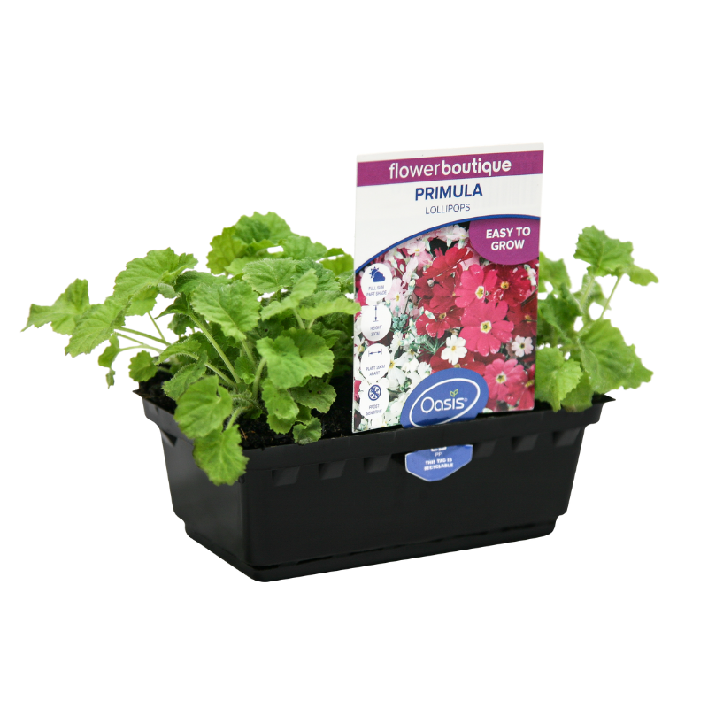 Oasis Horticulture | PRIMULA LOLLIPOPS FLOWER BOUTIQUE PUNNET