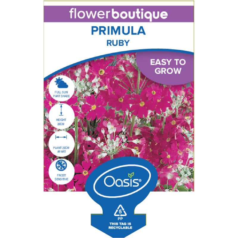 Oasis Horticulture | PRIMULA RUBY FLOWER BOUTIQUE PUNNET