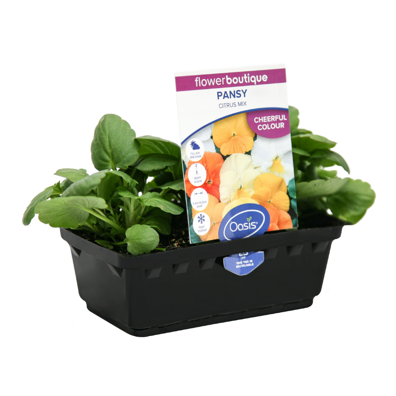 Oasis Horticulture | PANSY CITRUS MIX FLOWER BOUTIQUE PUNNET