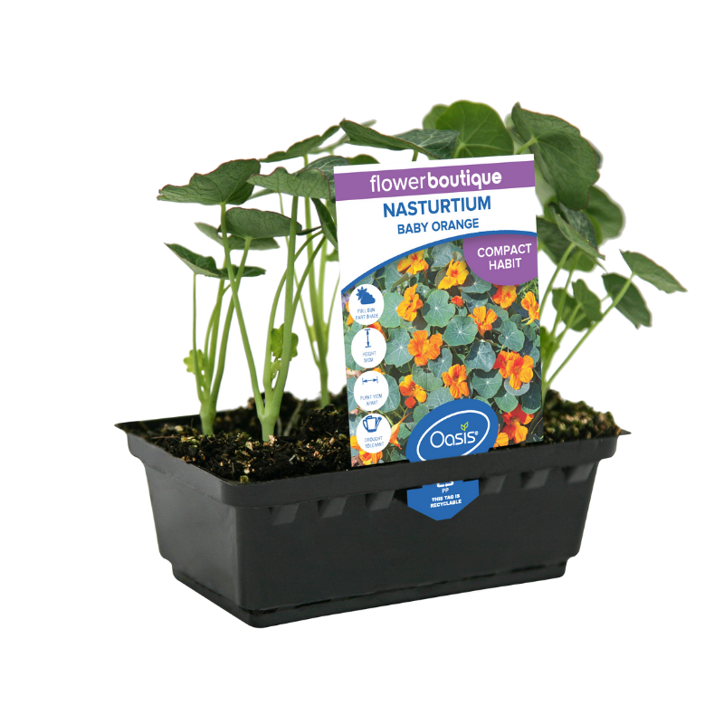 Oasis Horticulture | NASTURTIUM BABY ORANGE FLOWER BOUTIQUE PUNNET