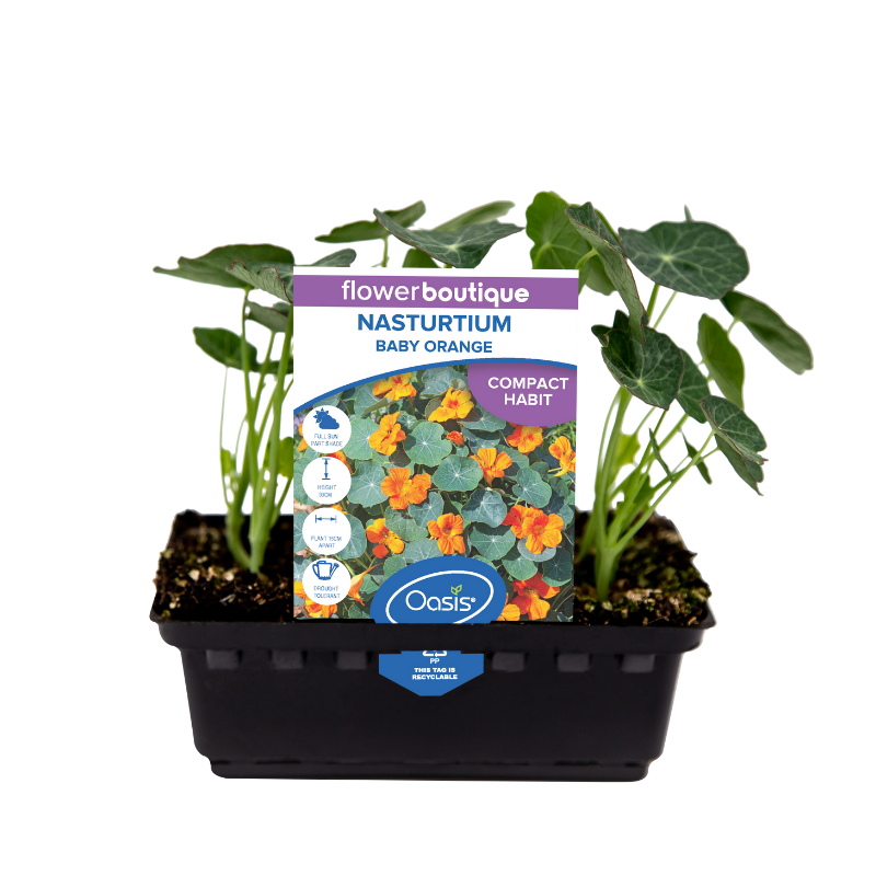 Oasis Horticulture | NASTURTIUM BABY ORANGE FLOWER BOUTIQUE PUNNET