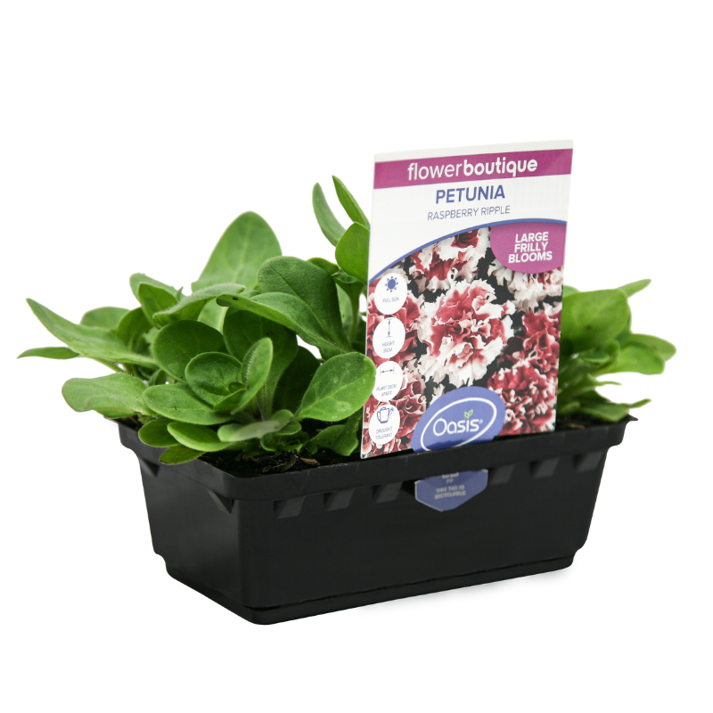 Oasis Horticulture | PETUNIA RASPBERRY RIPPLE FLOWER BOUTIQUE PUNNET