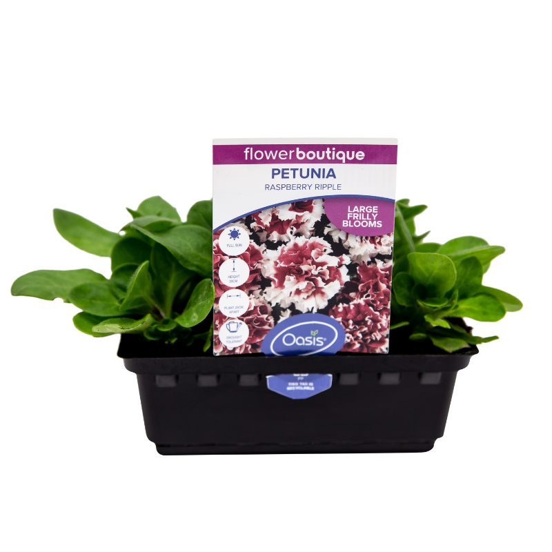 Oasis Horticulture | PETUNIA RASPBERRY RIPPLE FLOWER BOUTIQUE PUNNET