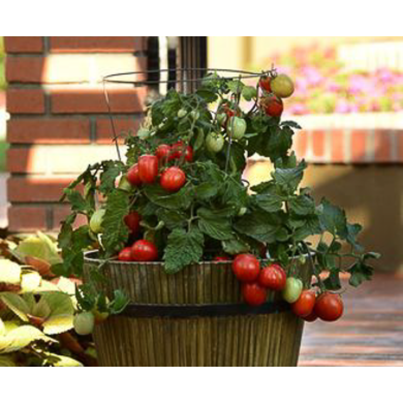 Oasis Horticulture | TOMATO POT ROMA GOURMET HARVEST 125MM POT