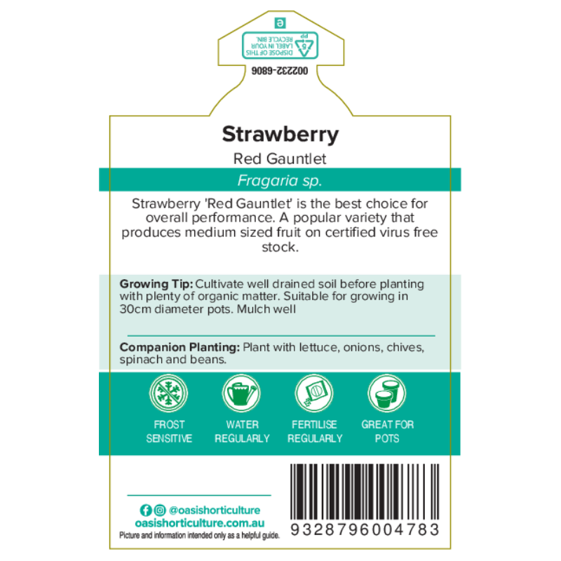 Oasis Horticulture Pty Ltd | STRAWBERRY RED GAUNTLET GARDEN HARVEST ...