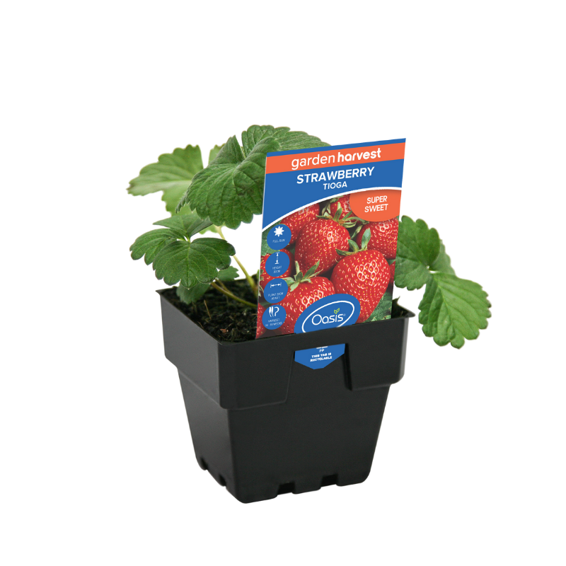 Oasis Horticulture Pty Ltd | STRAWBERRY TIOGA GARDEN HARVEST 100MM POT