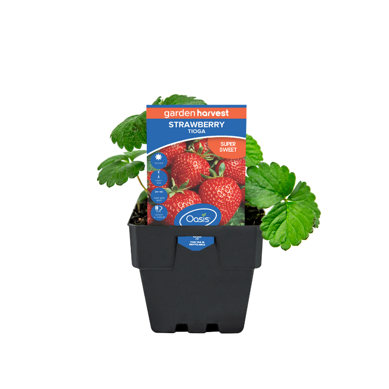 Oasis Horticulture Pty Ltd | STRAWBERRY TIOGA GARDEN HARVEST 100MM POT