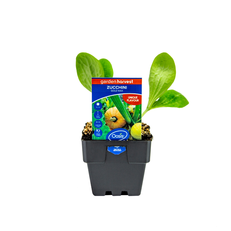 Oasis Horticulture | ZUCCHINI GOLD MAX GARDEN HARVEST 100MM POT