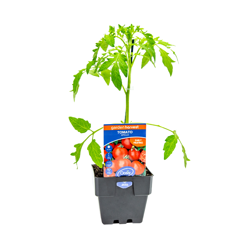 Oasis Horticulture | TOMATO APOLLO GARDEN HARVEST 100MM POT