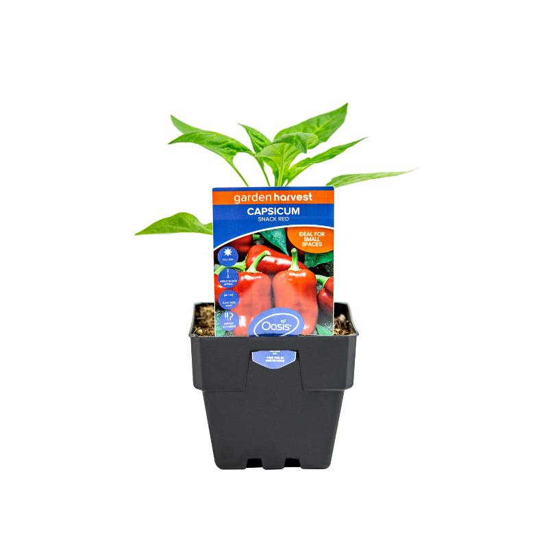 Oasis Horticulture | CAPSICUM SNACK RED GARDEN HARVEST 100MM POT