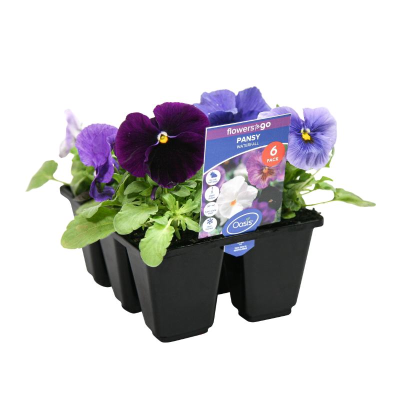 Oasis Horticulture Pty Ltd | PANSY WATERFALL FLOWERS TO GO 6 CELL PACK