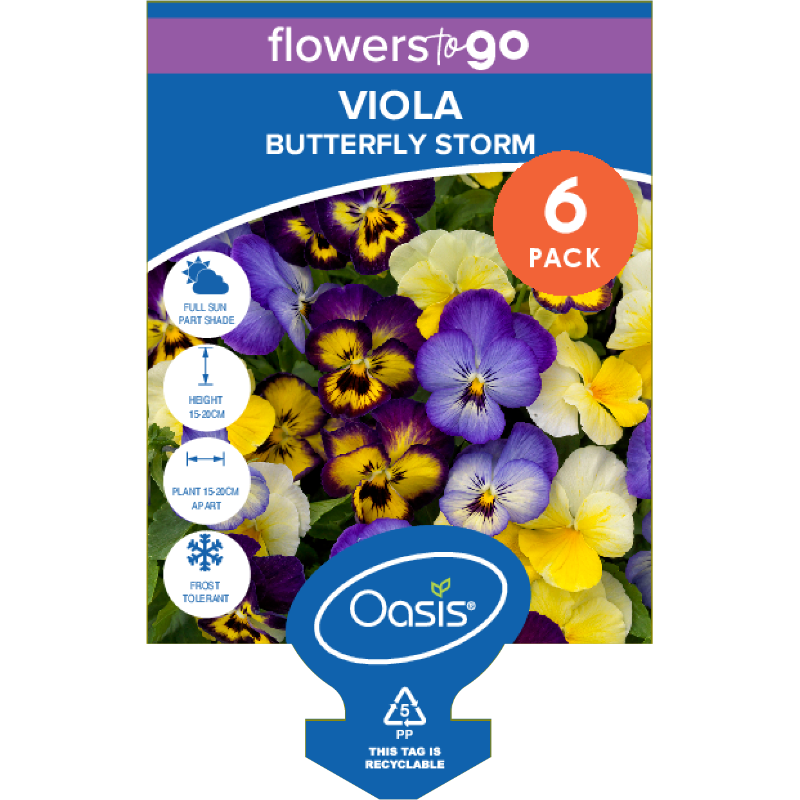 Oasis Horticulture | VIOLA BUTTERFLY STORM FLOWERS TO GO 6 CELL PACK