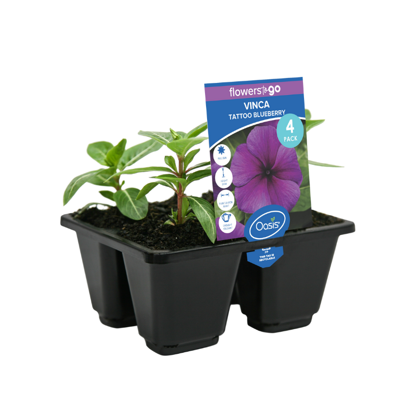 Oasis Horticulture | VINCA TATTOO BLUEBERRY FLOWERS TO GO 4 CELL PACK