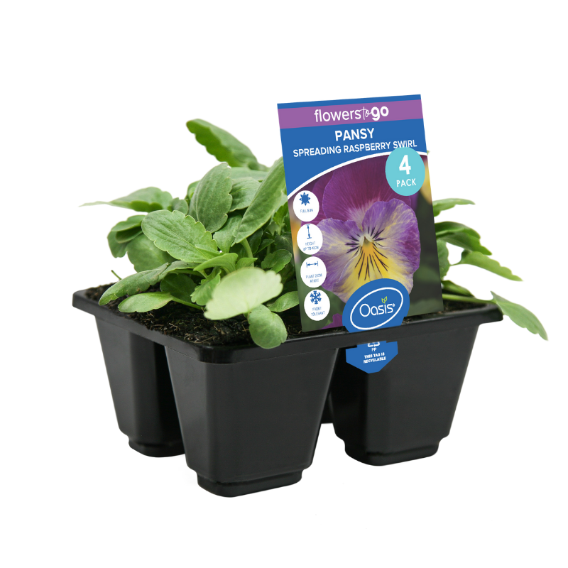 Oasis Horticulture | PANSY SPREADING RASPBERRY SWIRL FLOWERS TO GO 4 ...