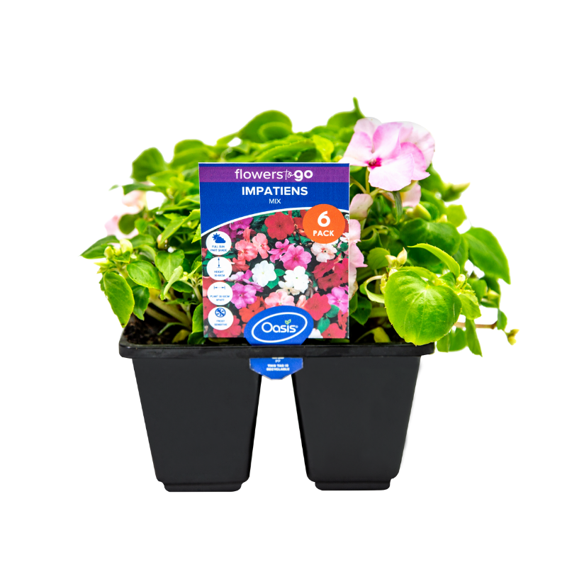 Oasis Horticulture | IMPATIENS MIX FLOWERS TO GO 6 CELL PACK