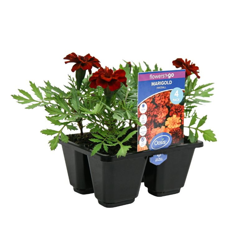 Oasis Horticulture | MARIGOLD FIREBALL FLOWERS TO GO 4 CELL PACK