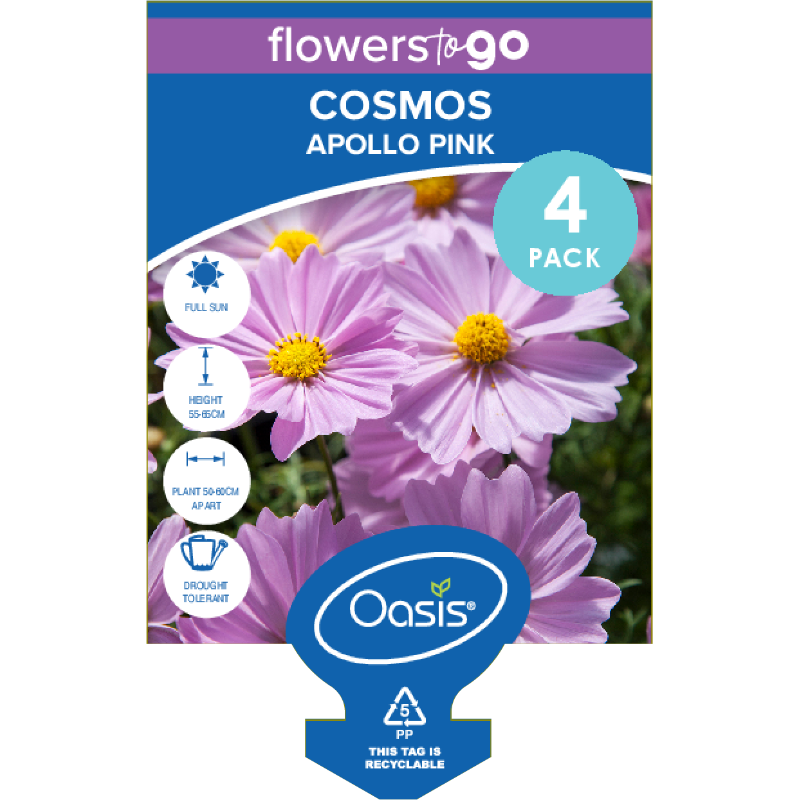 Oasis Horticulture | COSMOS APOLLO PINK FLOWERS TO GO 4 CELL PACK