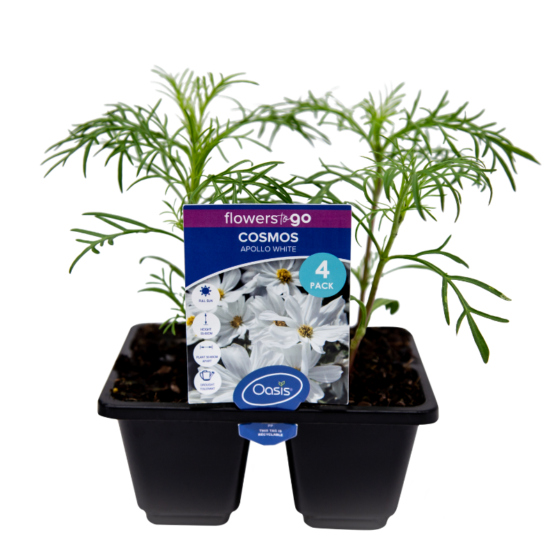 Oasis Horticulture | COSMOS APOLLO WHITE FLOWERS TO GO 4 CELL PACK