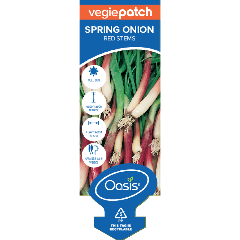 Oasis Horticulture | SPRING ONION RED STEMS VEGIE PATCH PUNNET