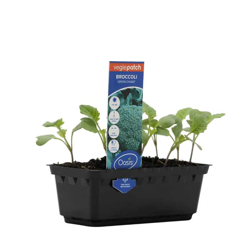 Oasis Horticulture Pty Ltd | BROCCOLI GREEN DWARF VEGIE PATCH PUNNET