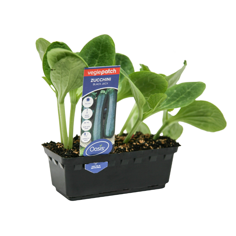 Oasis Horticulture | ZUCCHINI BLACK JACK VEGIE PATCH PUNNET