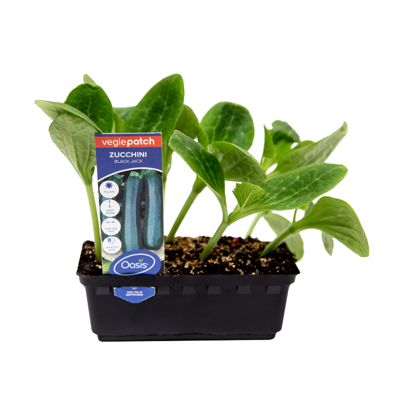 Oasis Horticulture | ZUCCHINI BLACK JACK VEGIE PATCH PUNNET