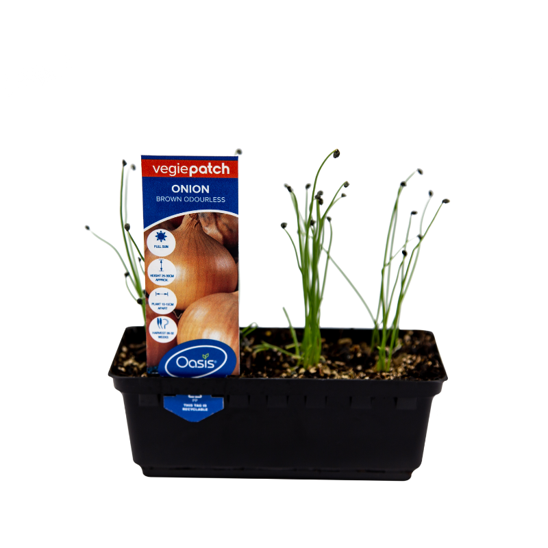 Oasis Horticulture | ONION BROWN ODOURLESS VEGIE PATCH PUNNET