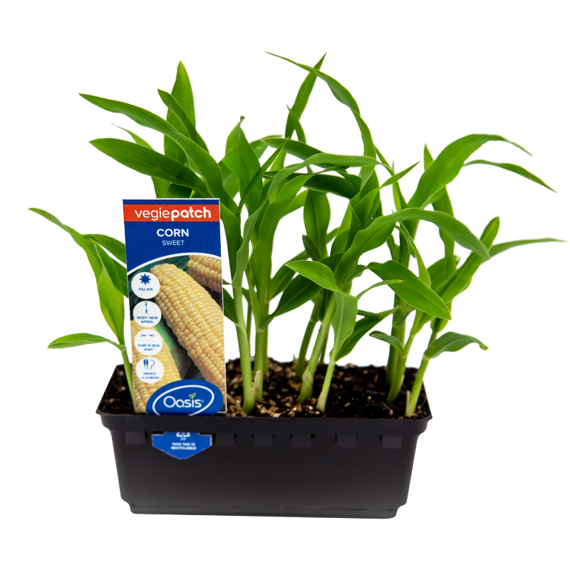 Oasis Horticulture | CORN SWEET VEGIE PATCH PUNNET