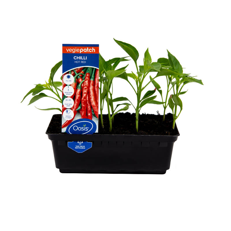 Oasis Horticulture | CHILLI HOT RED VEGIE PATCH PUNNET