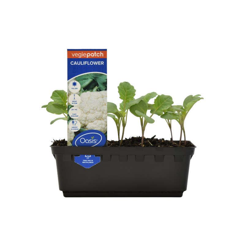 Oasis Horticulture Pty Ltd | CAULIFLOWER VEGIE PATCH PUNNET
