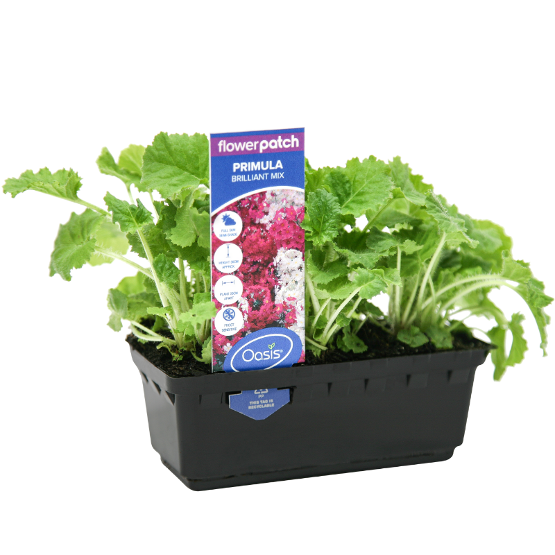 Oasis Horticulture | PRIMULA BRILLIANT MIX FLOWER PATCH PUNNET