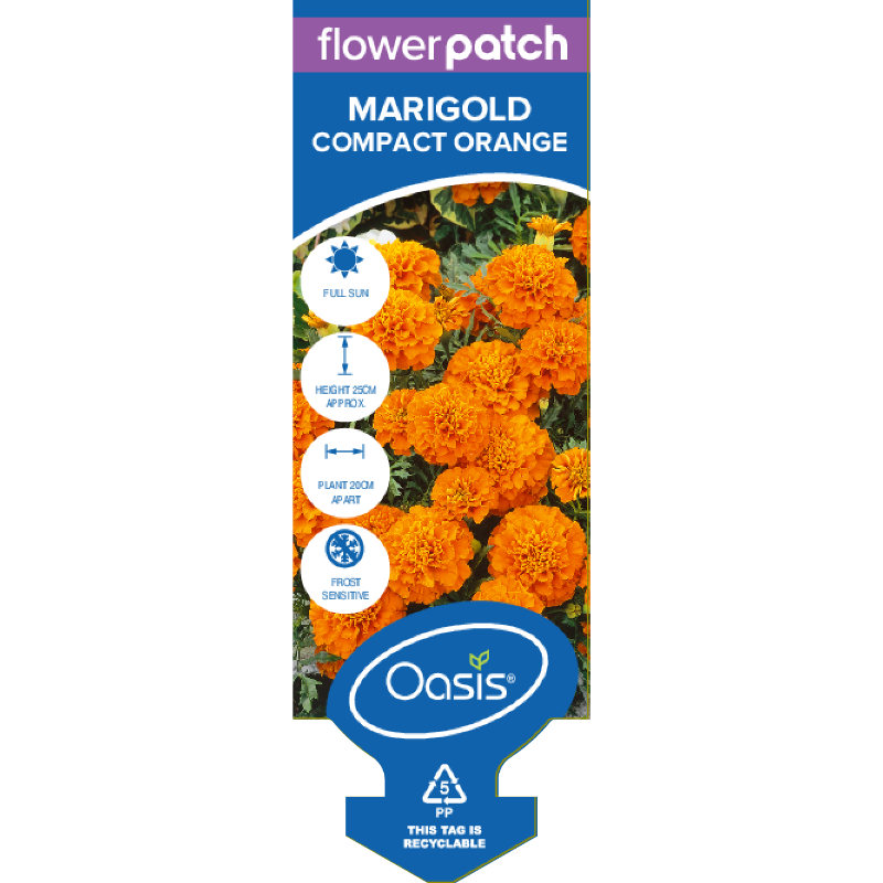 Oasis Horticulture | MARIGOLD COMPACT ORANGE FLOWER PATCH PUNNET