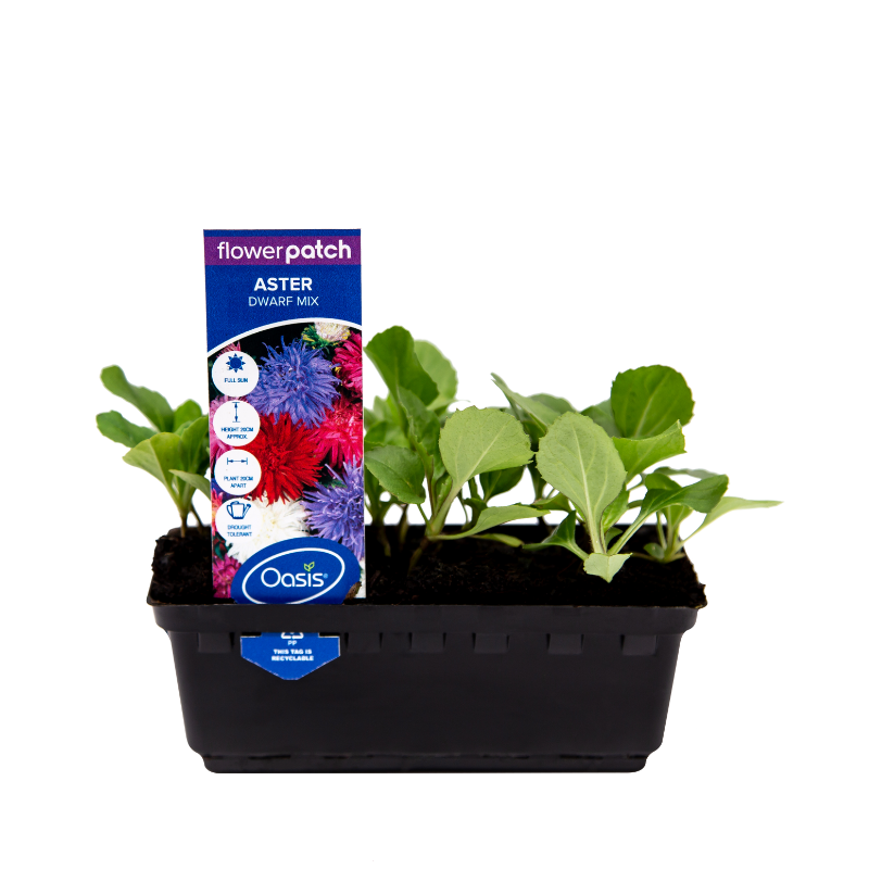 Oasis Horticulture | ASTER DWARF MIX FLOWER PATCH PUNNET