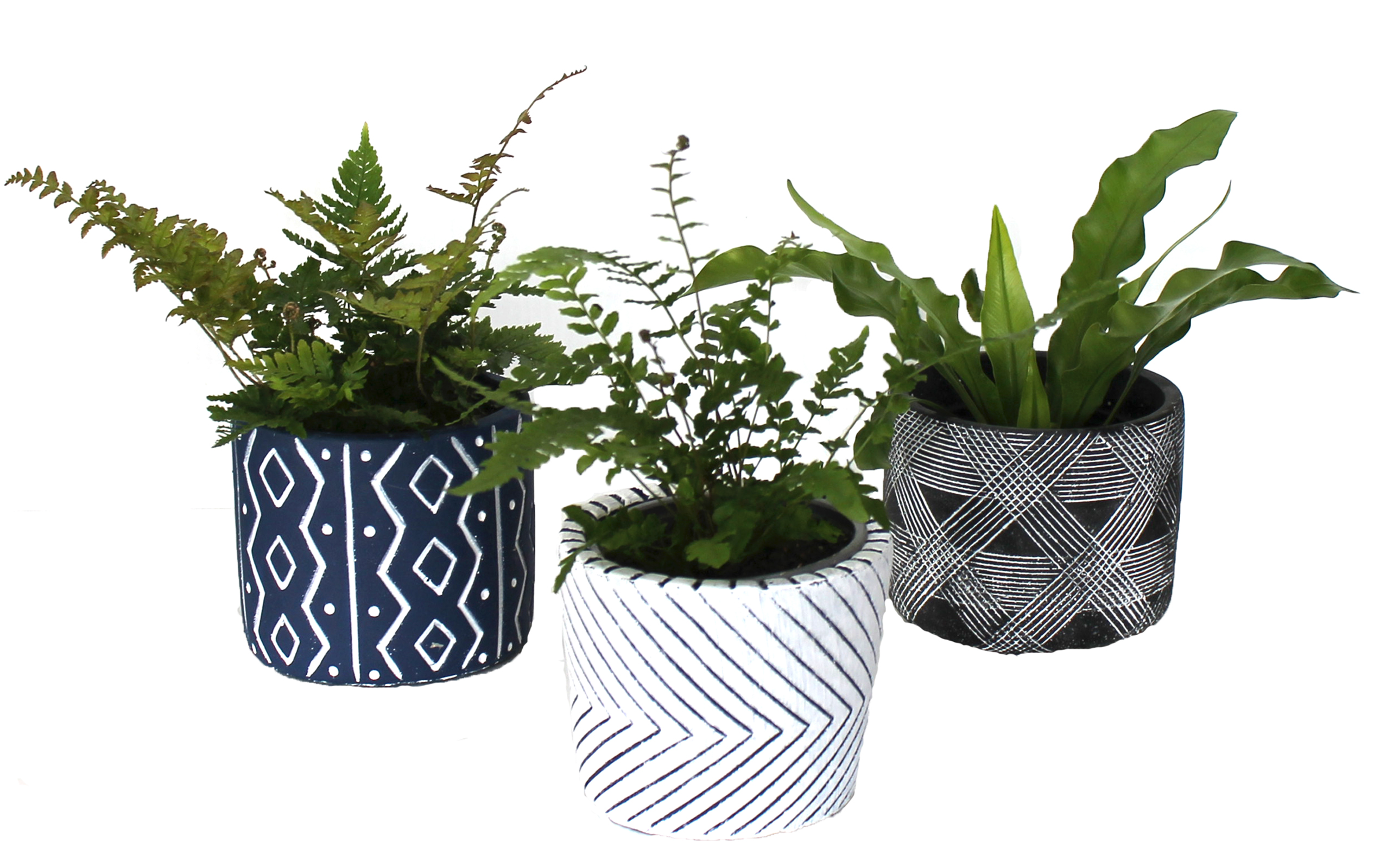 Oasis Horticulture | SONTERS ASSORTED FERNS 120MM DECO POT