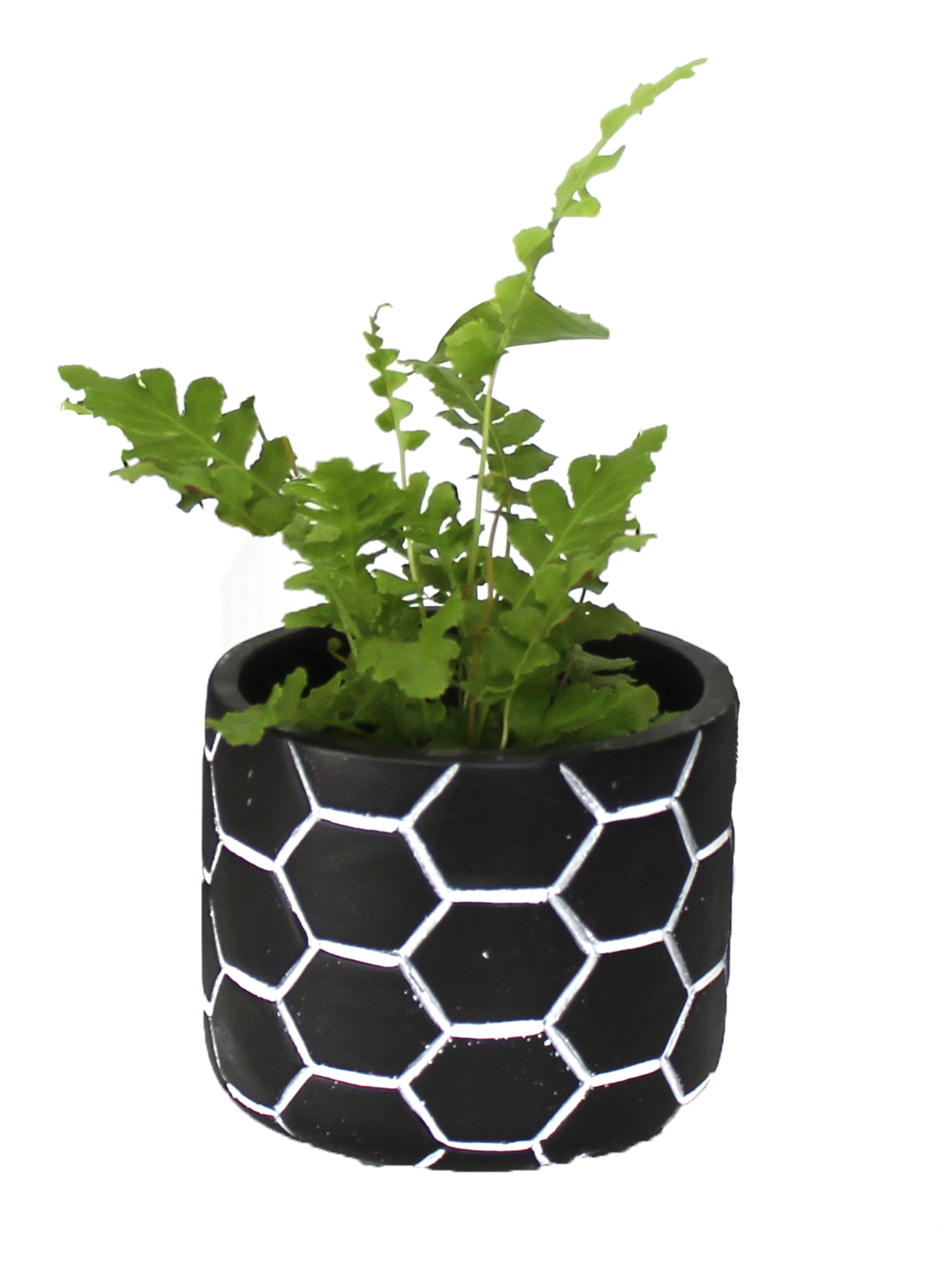 Oasis Horticulture | SONTERS ASSORTED FERNS 120MM DECO POT