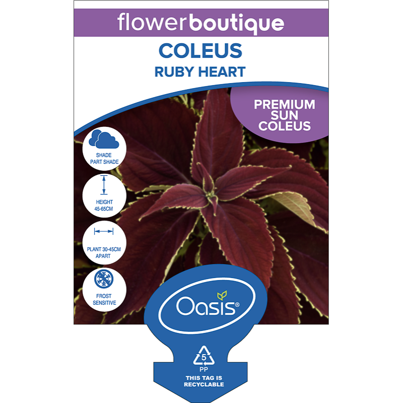 Oasis Horticulture | COLEUS RUBY HEART FLOWER BOUTIQUE PUNNET